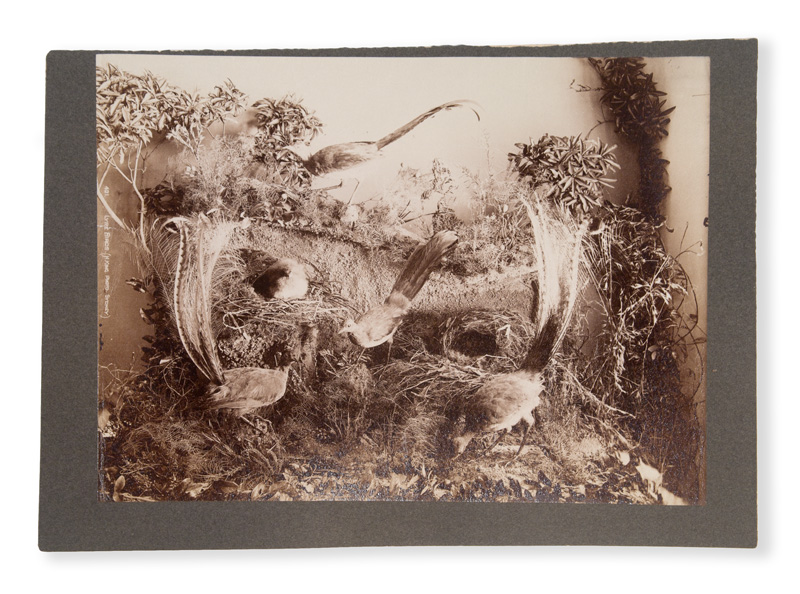 2011_DSFB_3640 - Douglas Stewart Fine Books