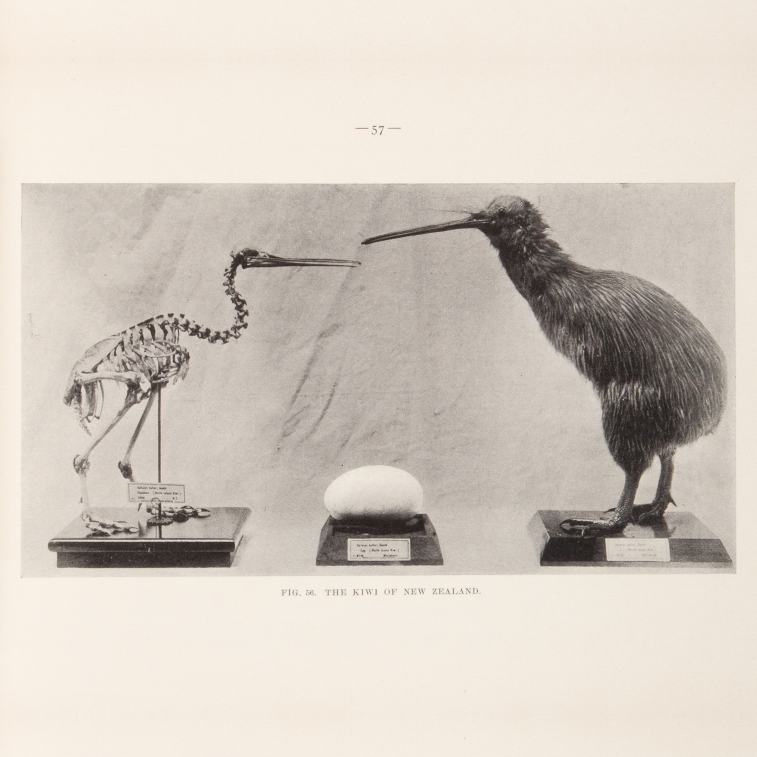 [HAWAII] A handbook for visitors to the Bernice Pauahi Bishop Museum of ...