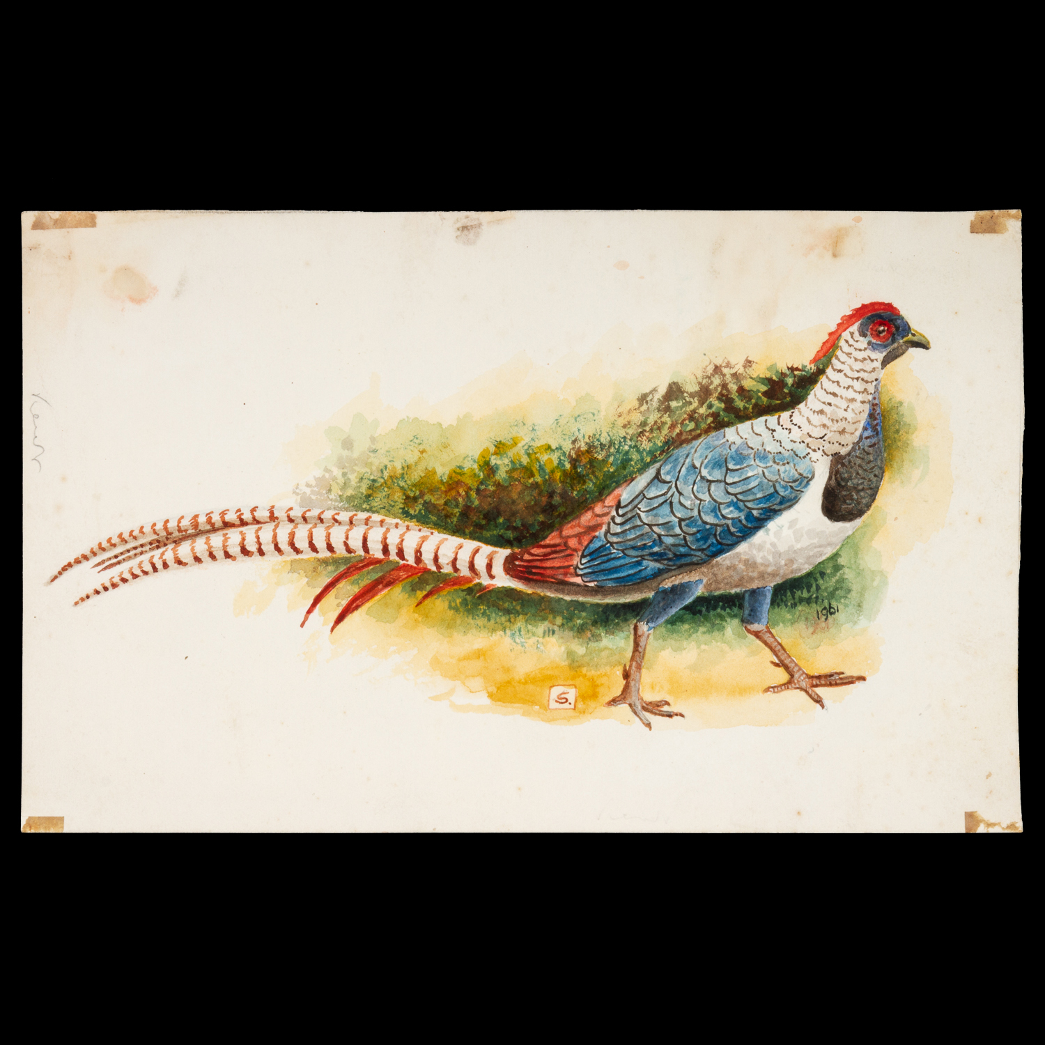 Lady Amherst's pheasant - Douglas Stewart Fine Books
